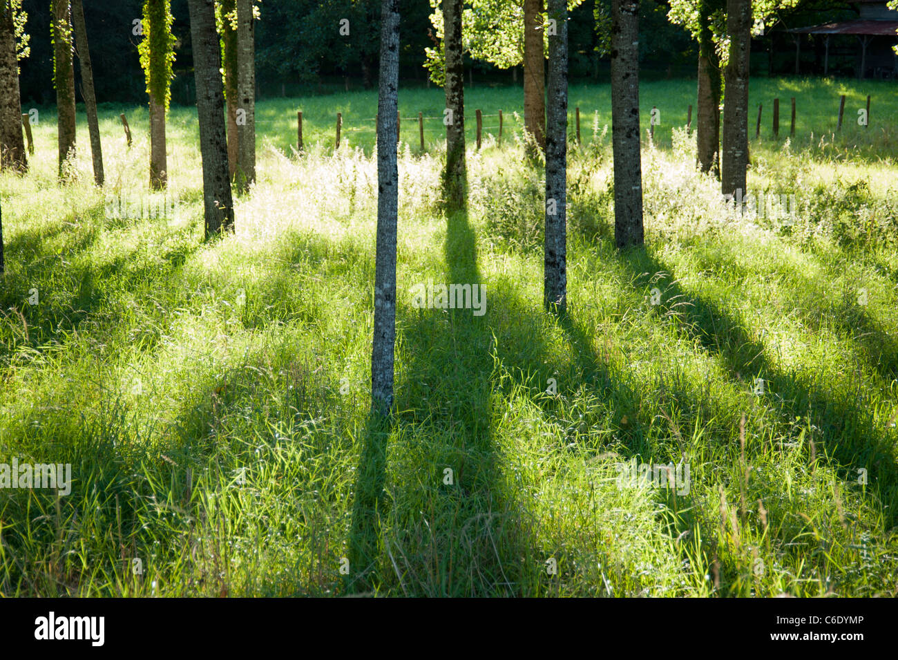 Poplar woodland backlit with shadows and grass. Taken in France Stock ...