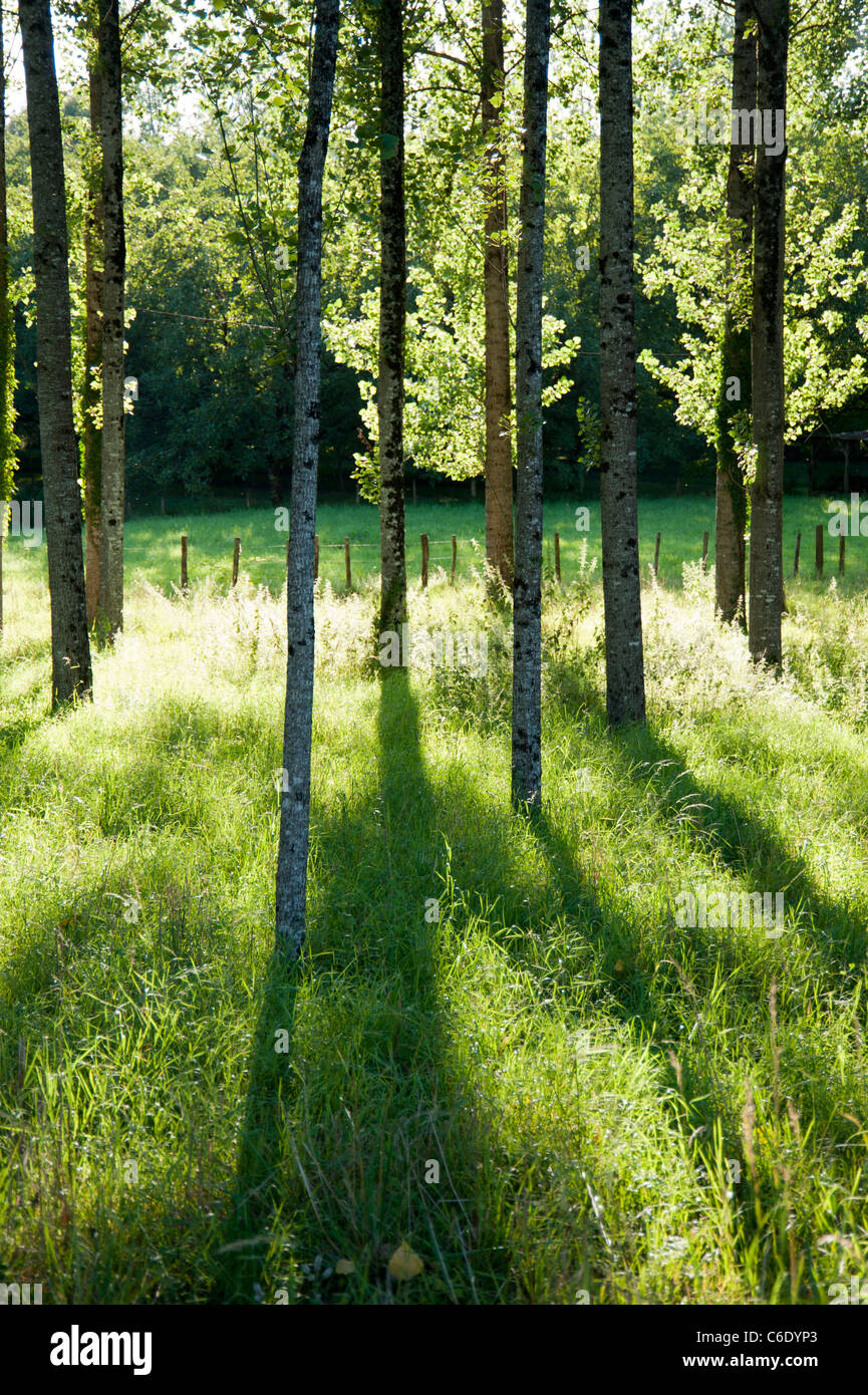Poplar woodland backlit with shadows and grass. Taken in France Stock ...