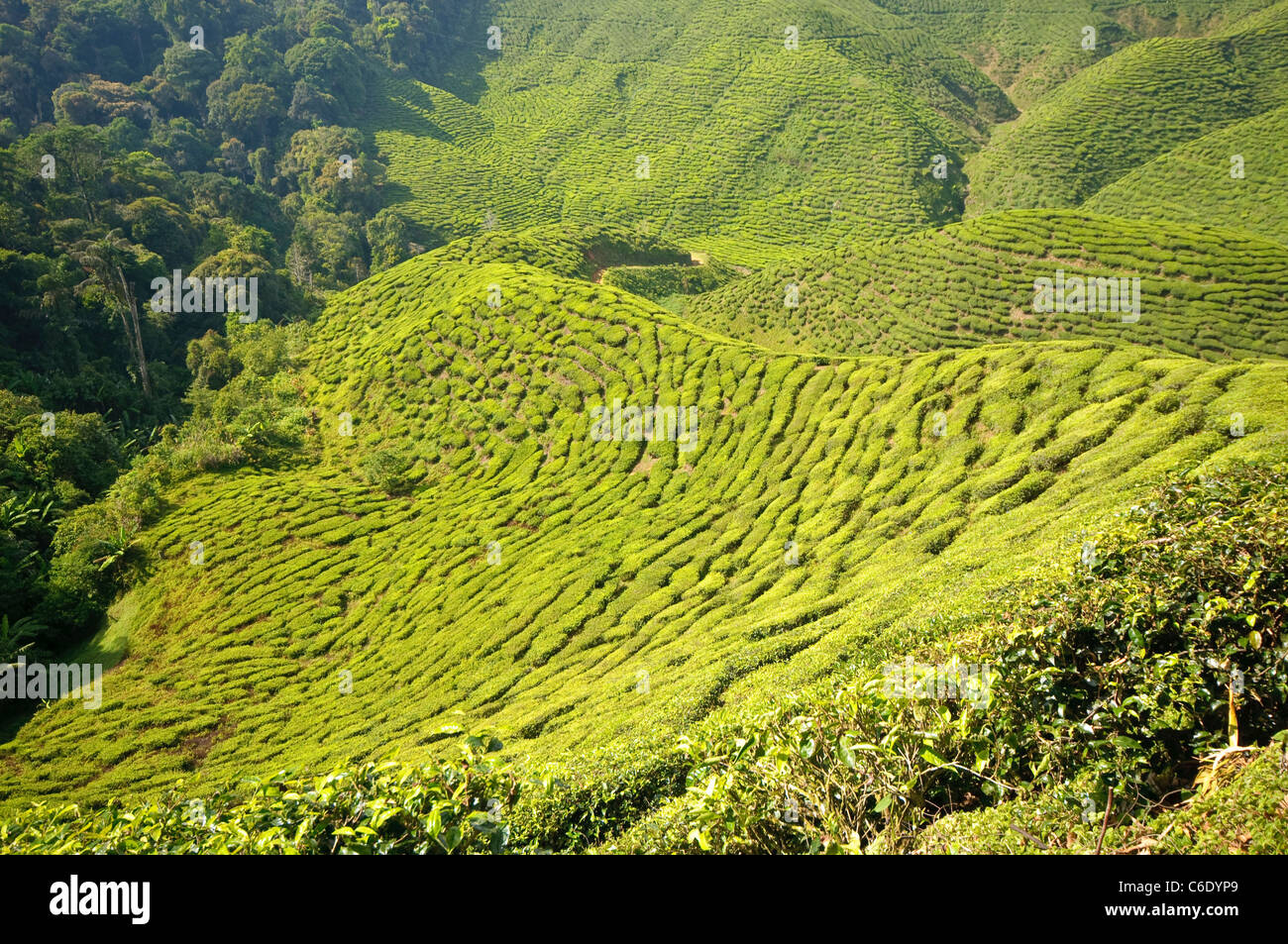 Tea plantation top view hi-res stock photography and images - Alamy