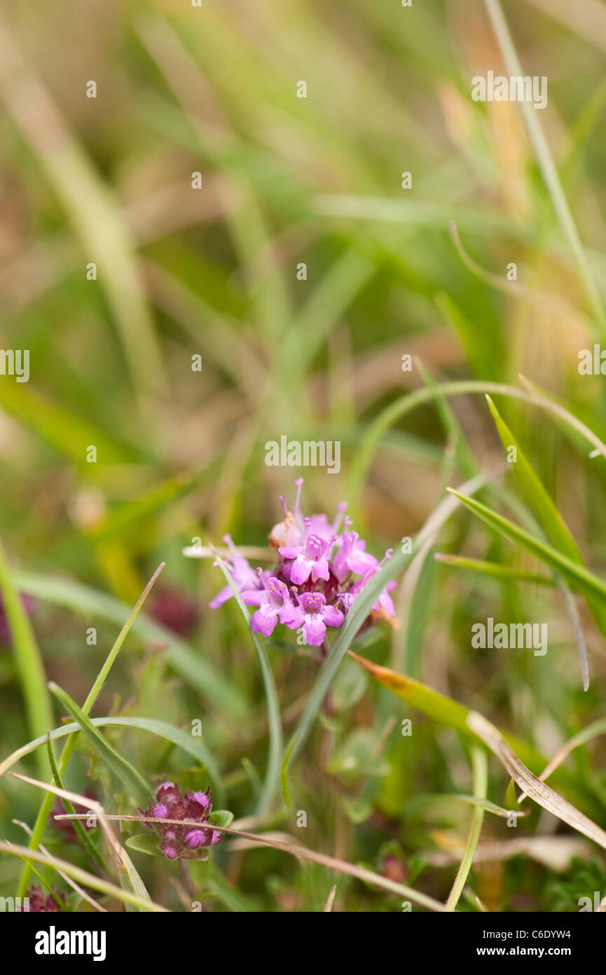 Wild Thyme, Thymus polytrichus, in flower Stock Photo - Alamy