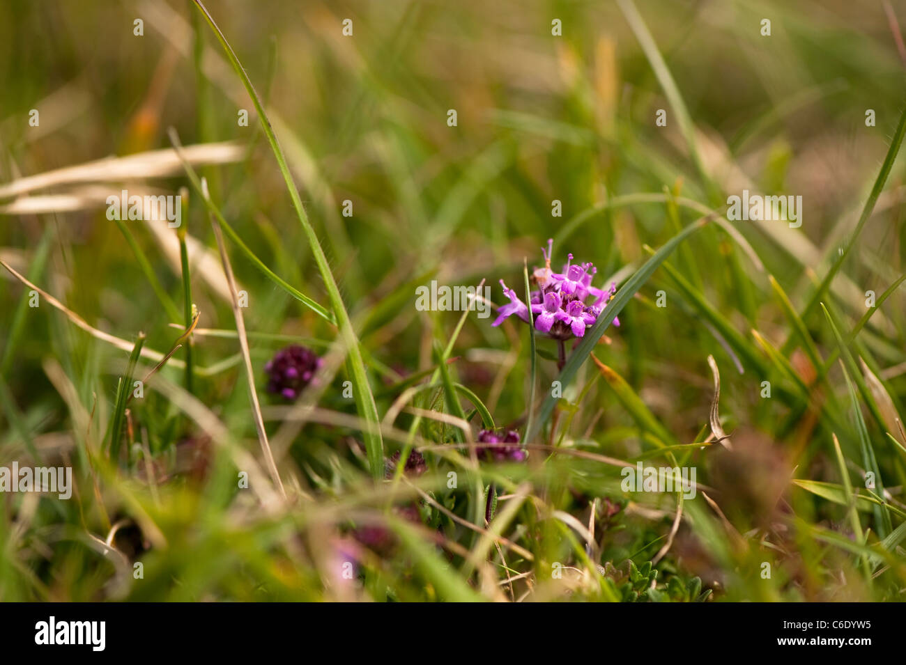 Wild Thyme, Thymus polytrichus, in flower Stock Photo - Alamy