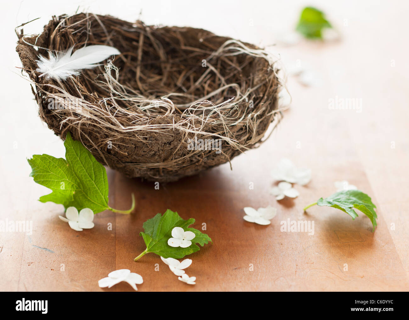 Feather birds hi-res stock photography and images - Alamy