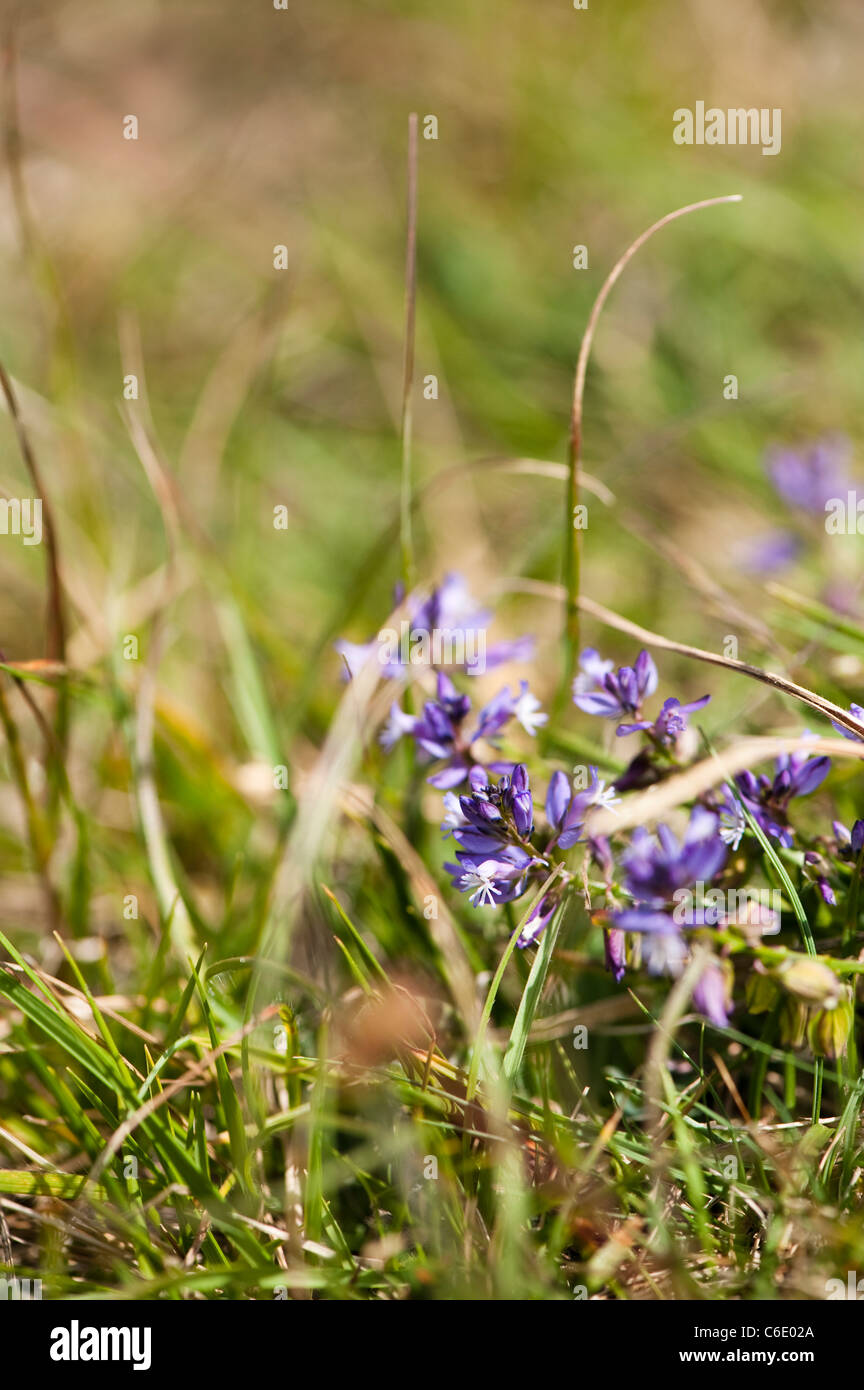 Common milkwort polygala blue flower hi-res stock photography and ...