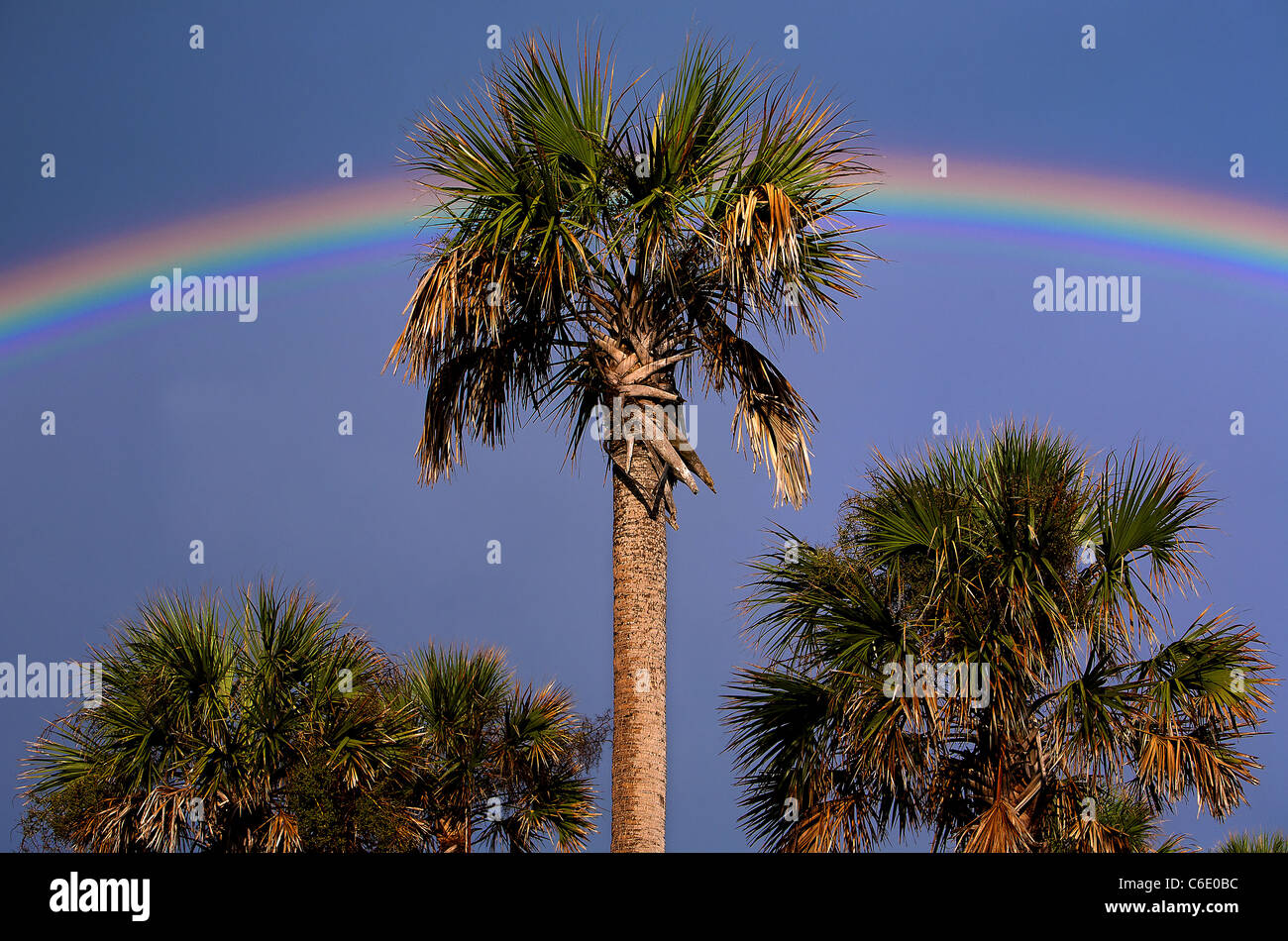 A rainbow is seen over palms trees on the Isle of Palms, South Carolina ...