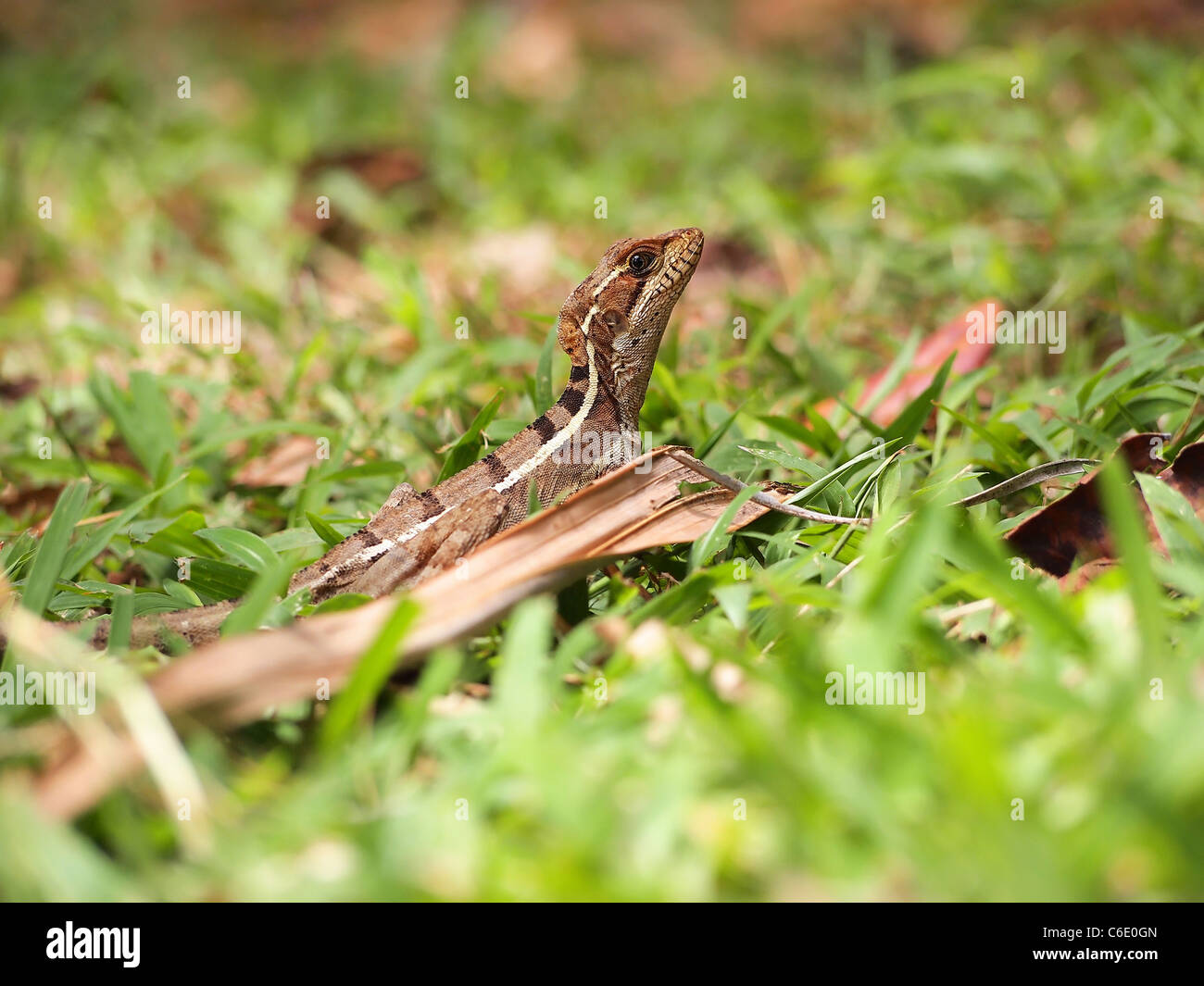 Lizard Crest High Resolution Stock Photography and Images - Alamy