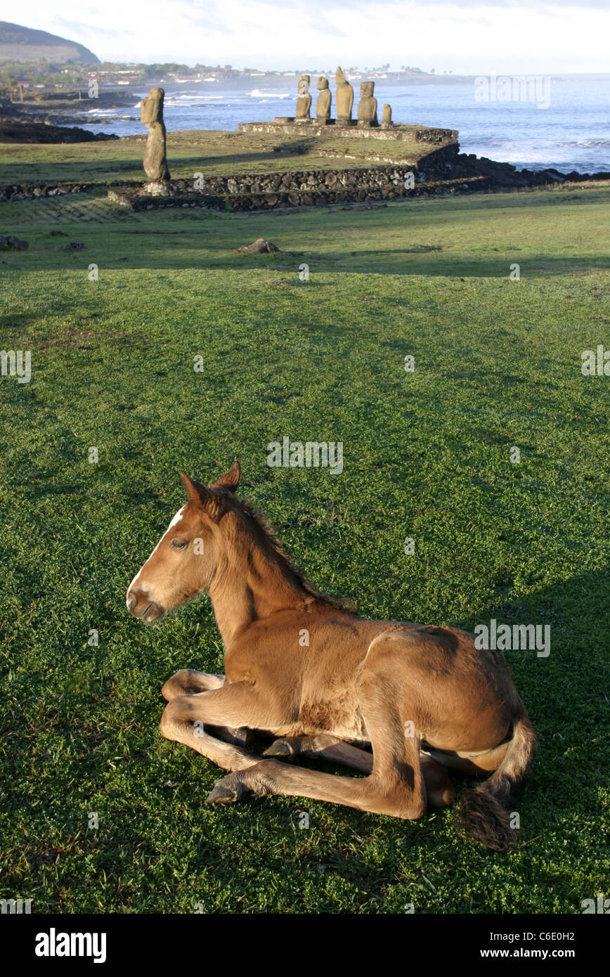Foal relaxing in front of Moai statues Ahu Vai Uri & Tahai. Rapa Nui ...