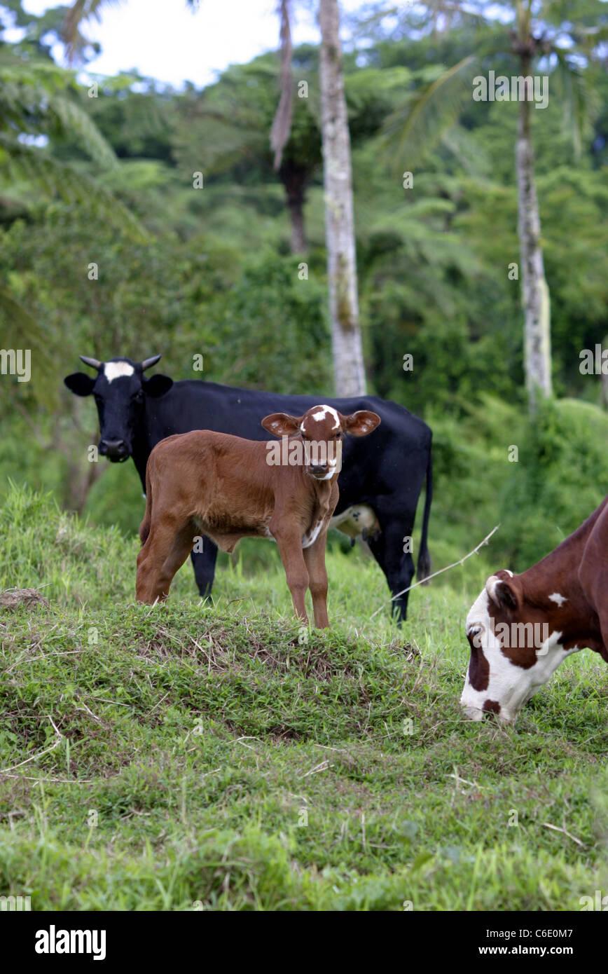Cattle and calves grazing on lush pasture Stock Photo - Alamy