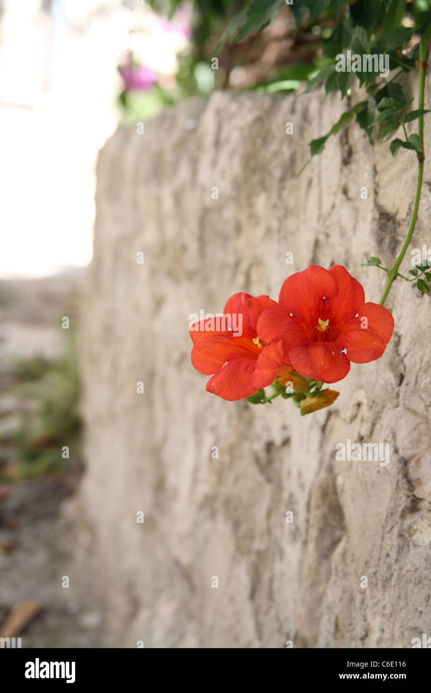 Red flower with mediterranean background hi-res stock photography and ...