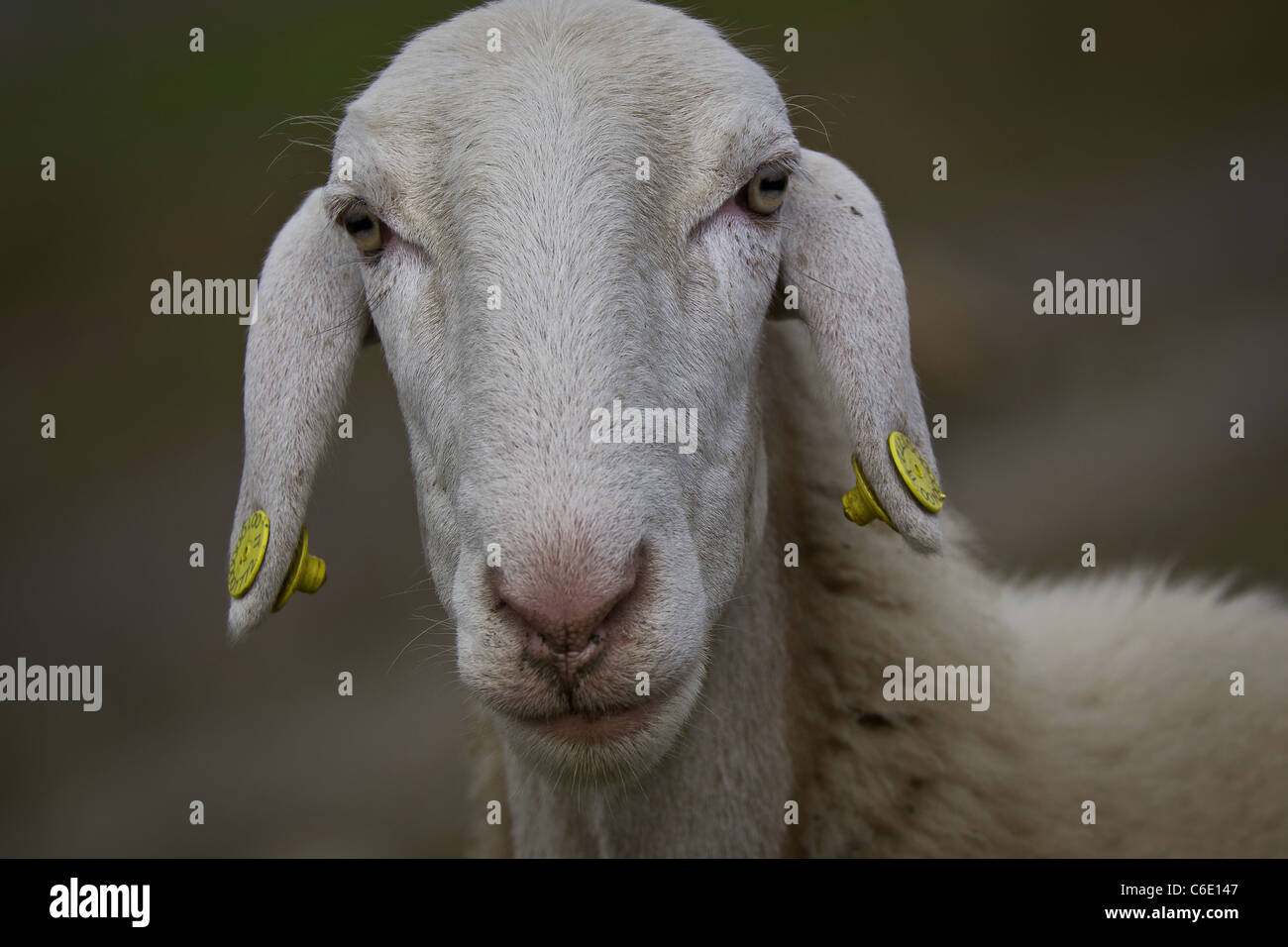 Sheep close up - White sheep close up Stock Photo - Alamy