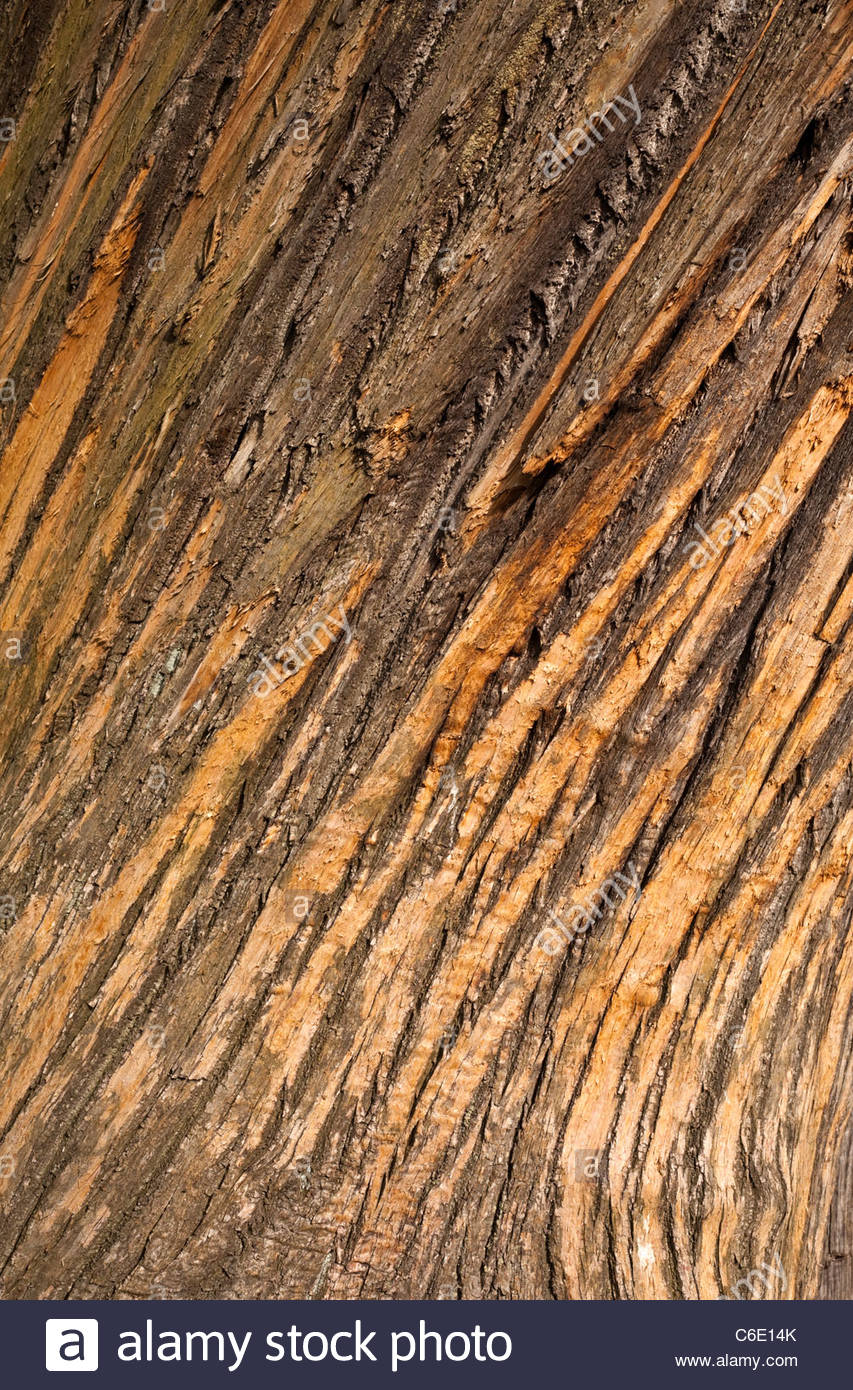 Chestnut Tree Bark High Resolution Stock Photography and Images - Alamy