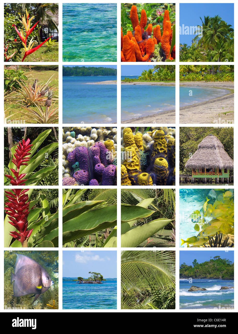 Tropical collage, caribbean coast in central america Stock Photo - Alamy