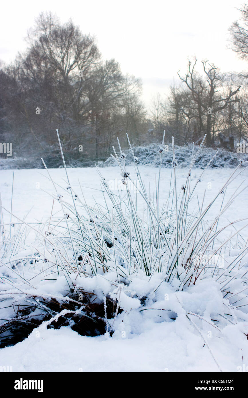 snowy plant in the snow in epping forest Stock Photo - Alamy