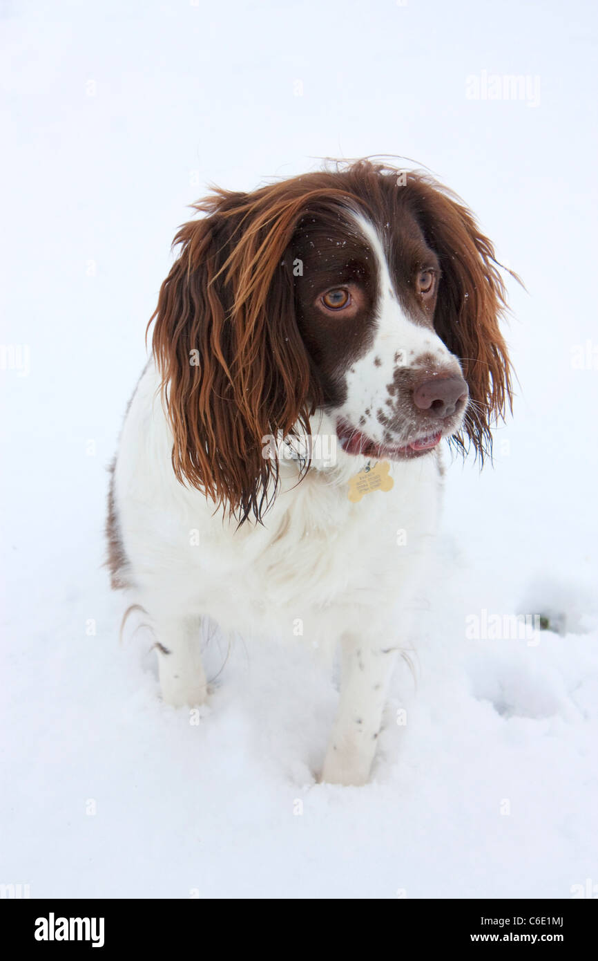 Dog walking springer spaniel hi-res stock photography and images - Alamy