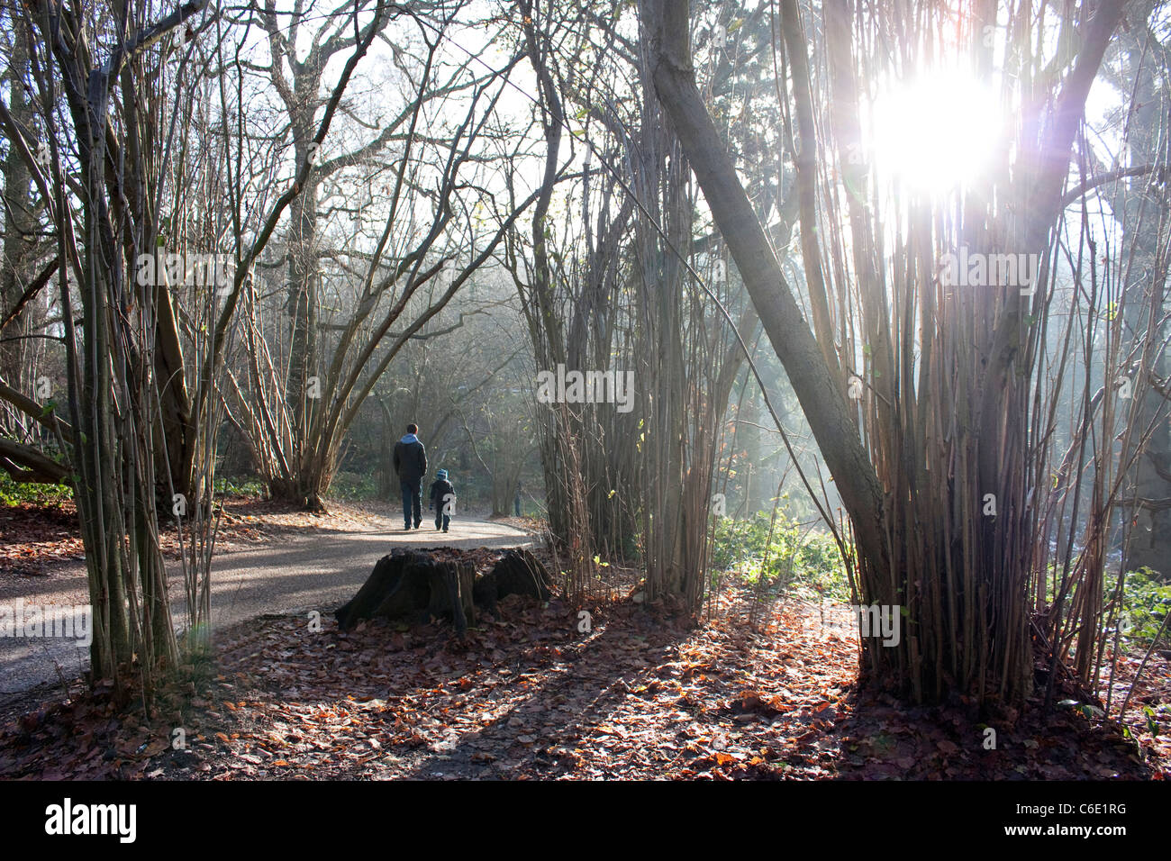 Walking winding woods hi-res stock photography and images - Alamy