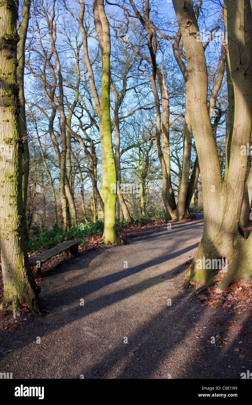 woods and trees with a winding path in norfolk, england Stock Photo - Alamy