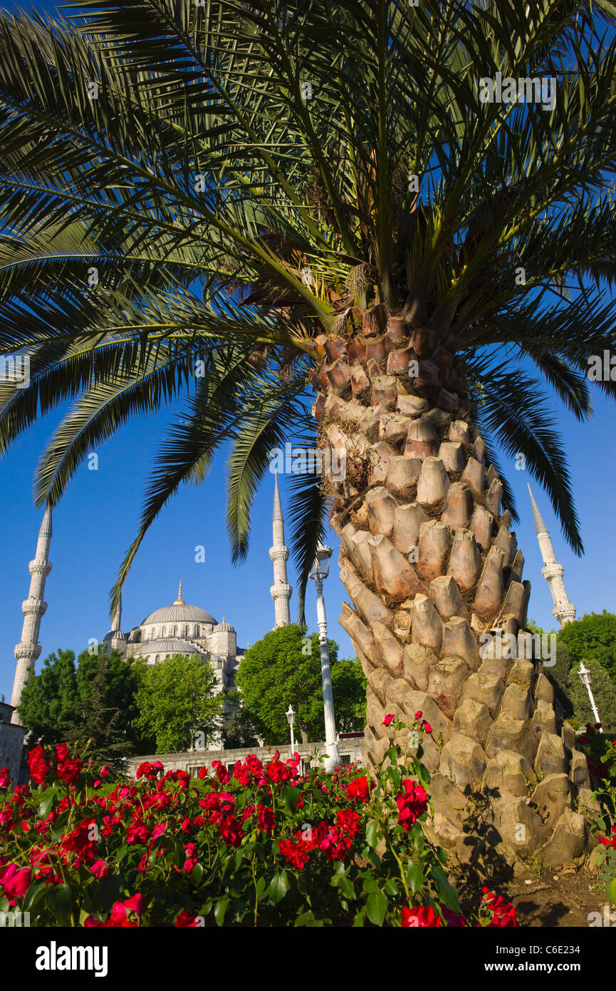Turkey, Istanbul, palm tree near Sultanahmet Mosque Stock Photo - Alamy