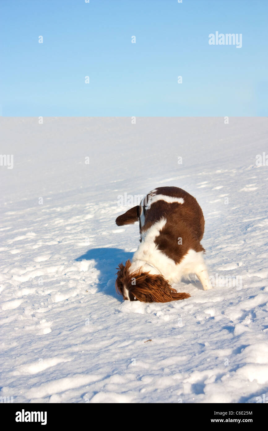 Landscape with dog hi-res stock photography and images - Alamy