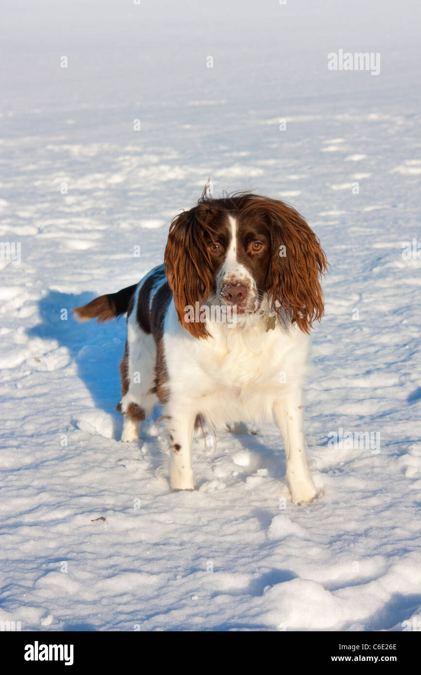 a cute springer spaniel in the snow in essex, england Stock Photo - Alamy