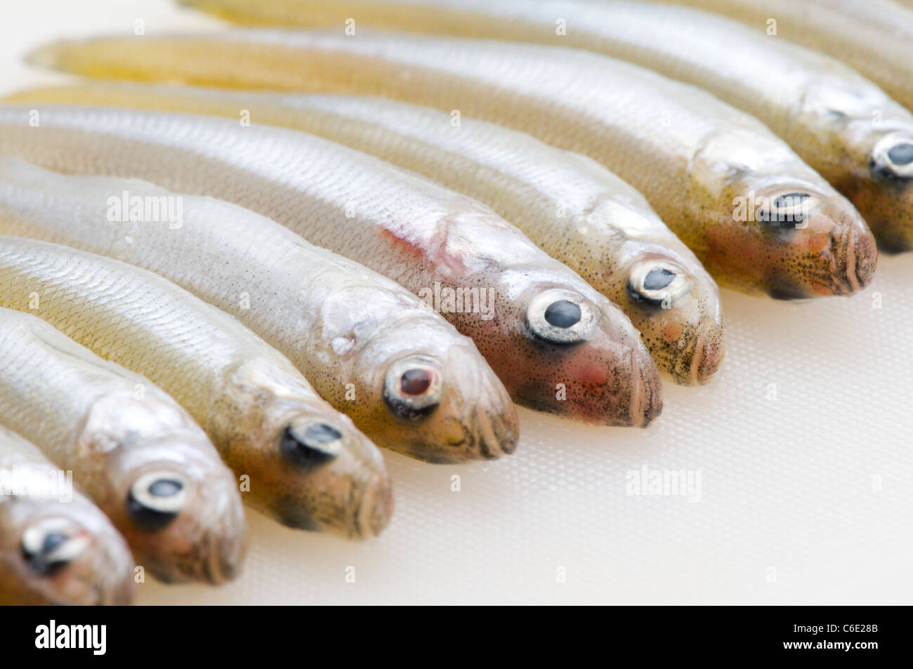 Row of smelt fish Stock Photo - Alamy