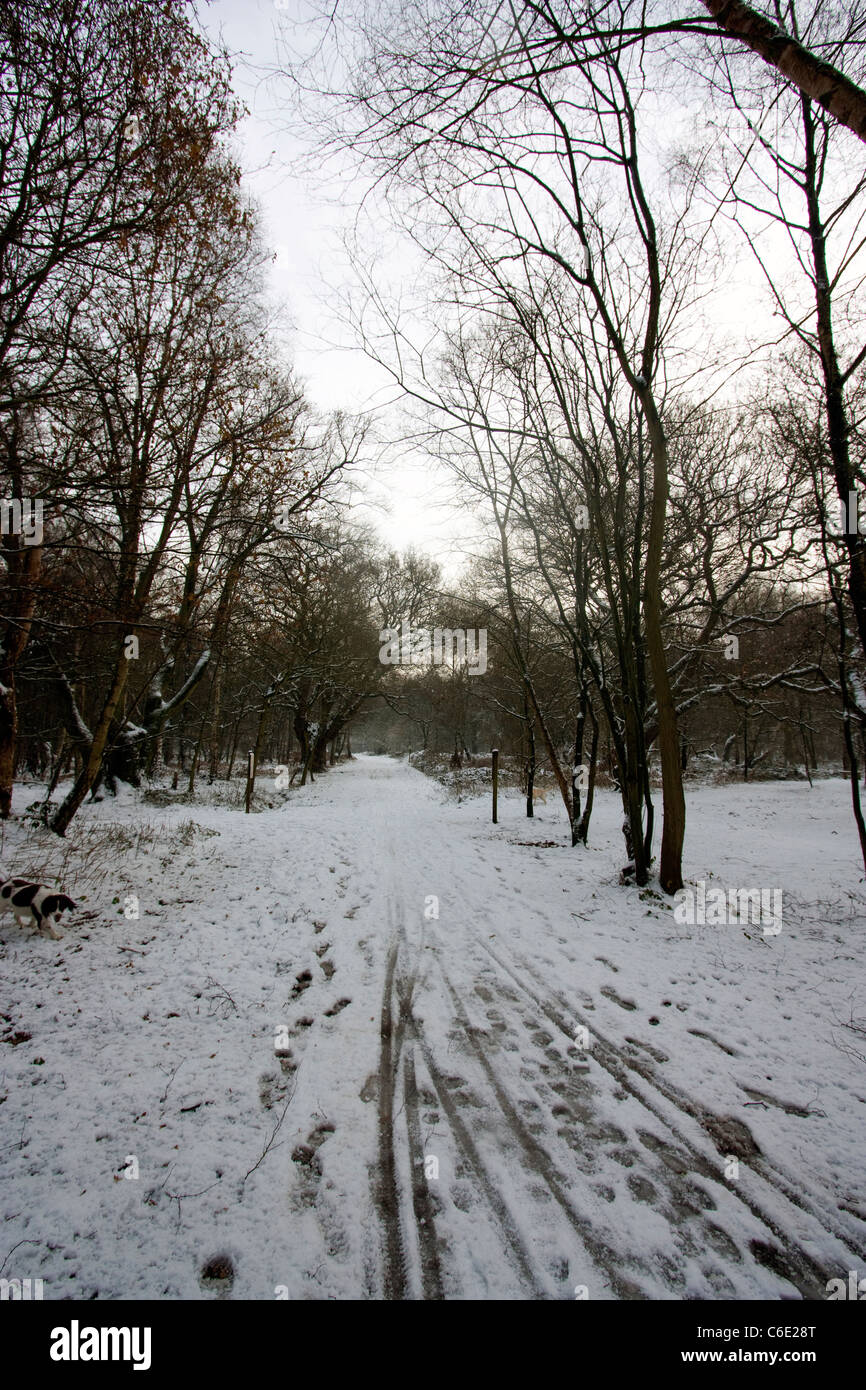 a snowy path winding its way through epping forest Stock Photo - Alamy