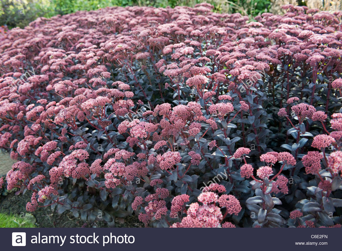 Sedum telephium 'Purple Emperor' Stock Photo: 38418009 - Alamy Sedum telephium 'Purple Emperor' Stock Photo: 38418009 - Alamy