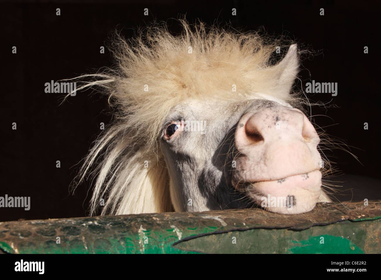 Shetland pony looking over stable door at the Hipodromo Stables, Mijas ...