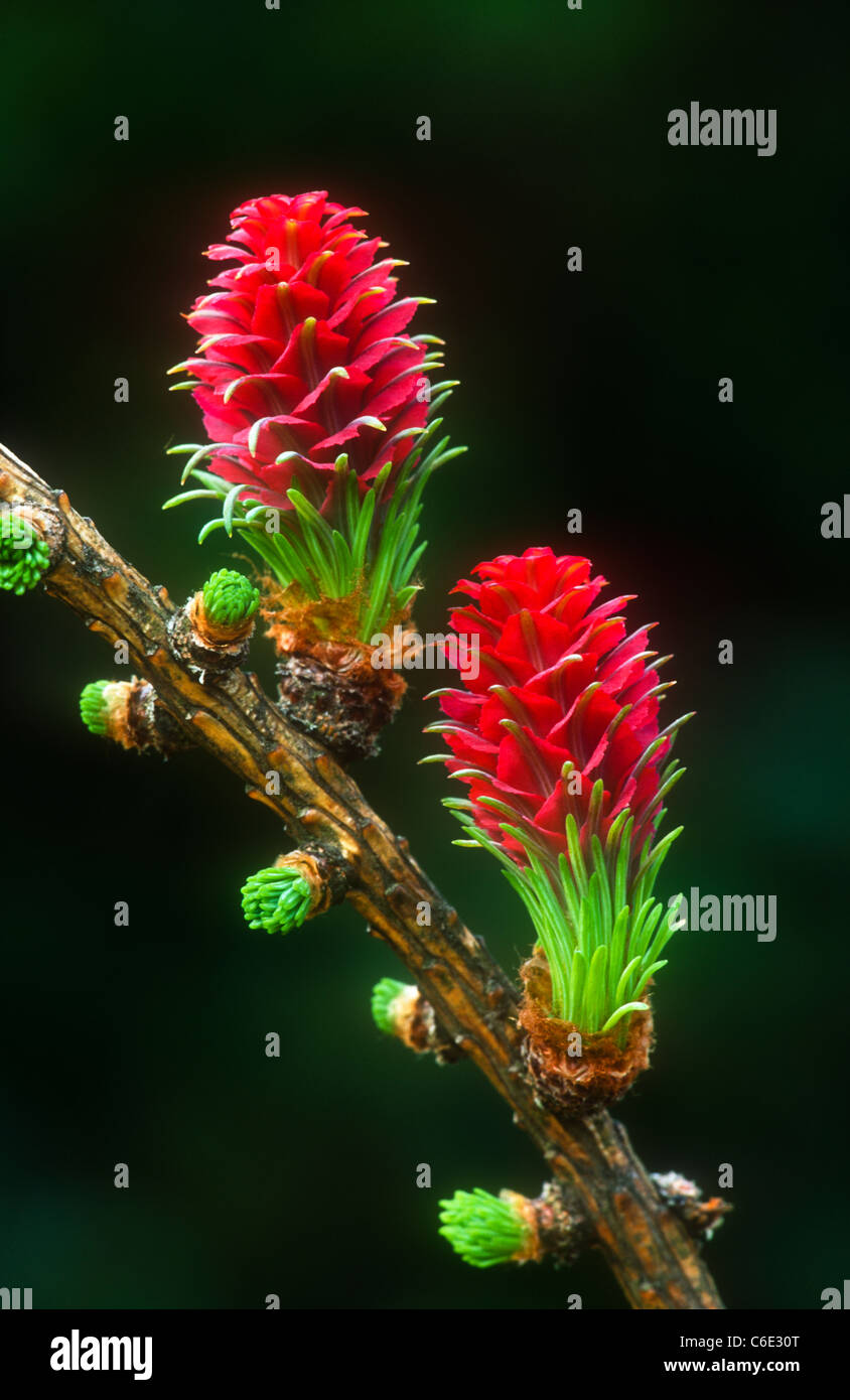 Female flower of larch larix decidua hi-res stock photography and ...