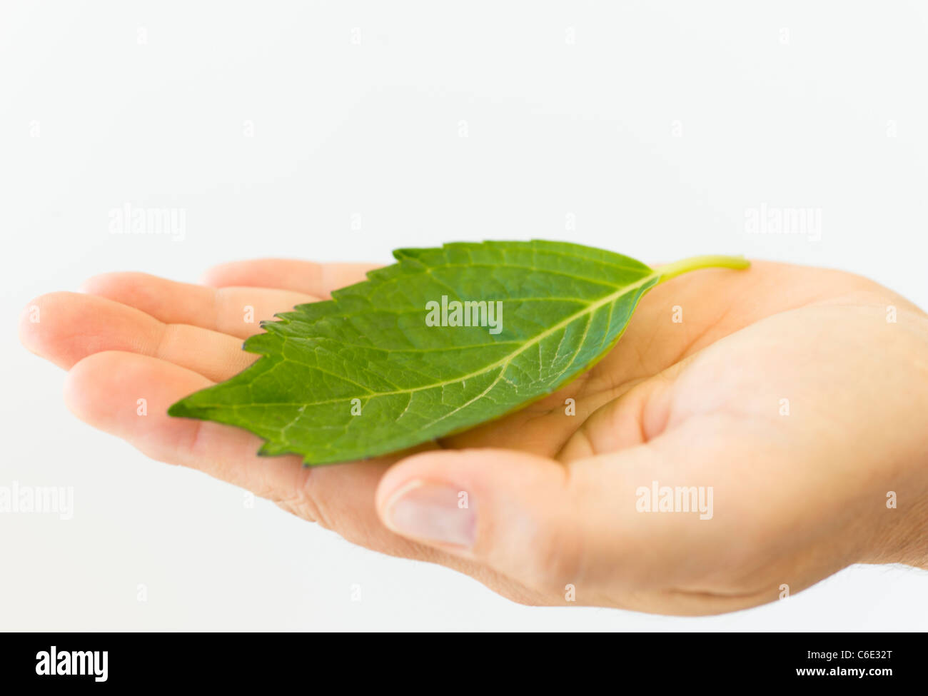 Hand holding leaf Stock Photo - Alamy