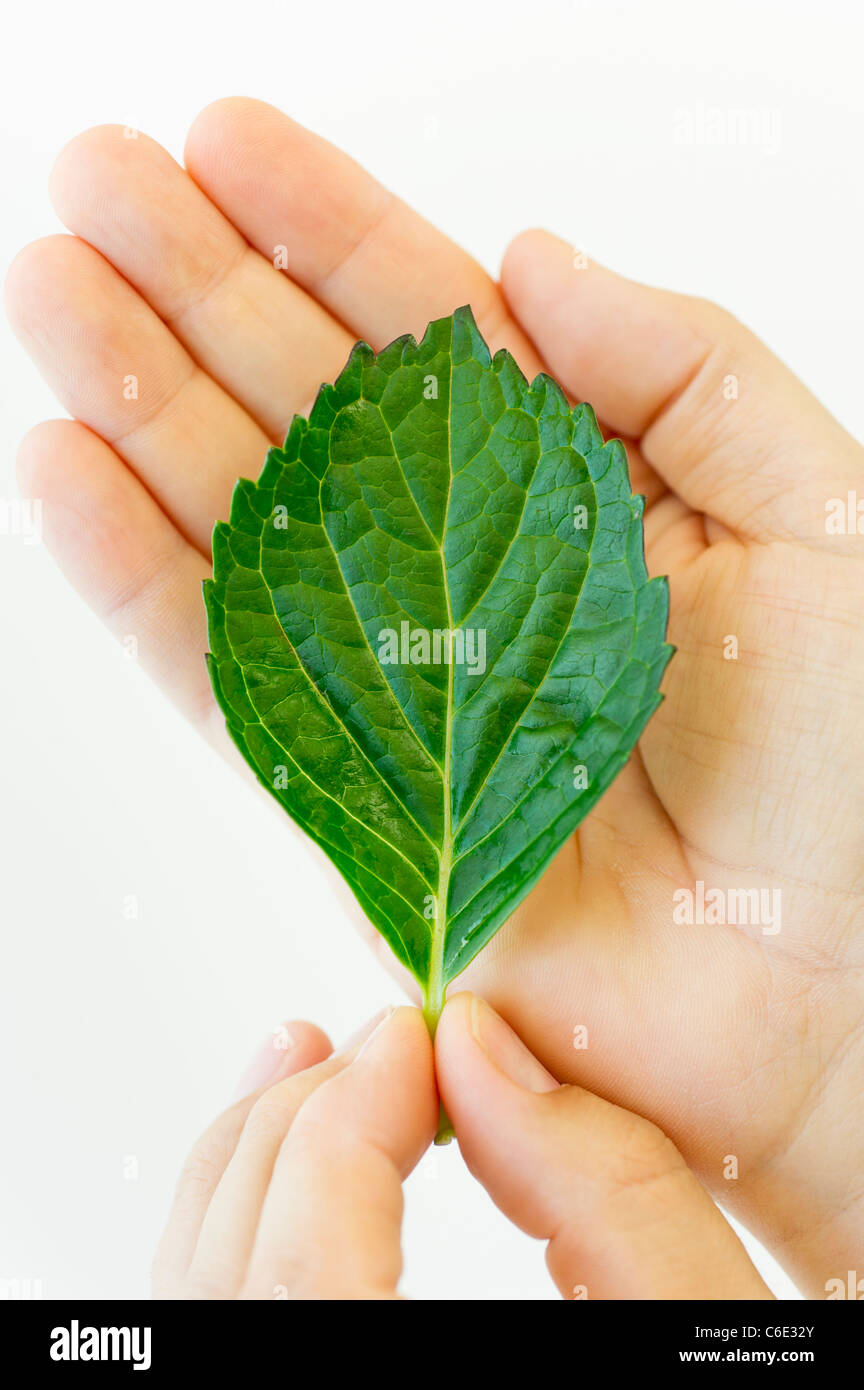 Hand holding leaf Stock Photo - Alamy