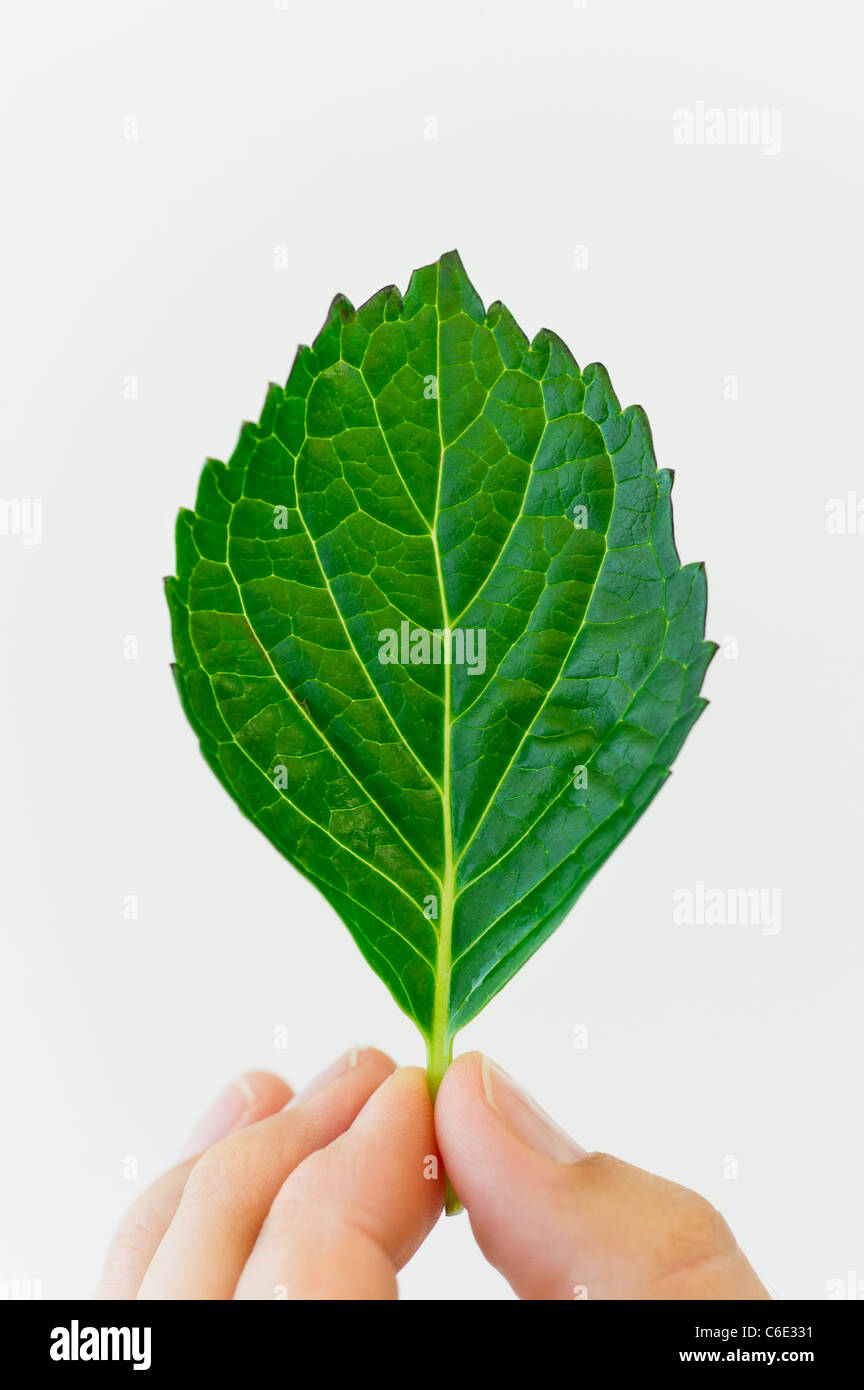 Hand with leaf hi-res stock photography and images - Alamy
