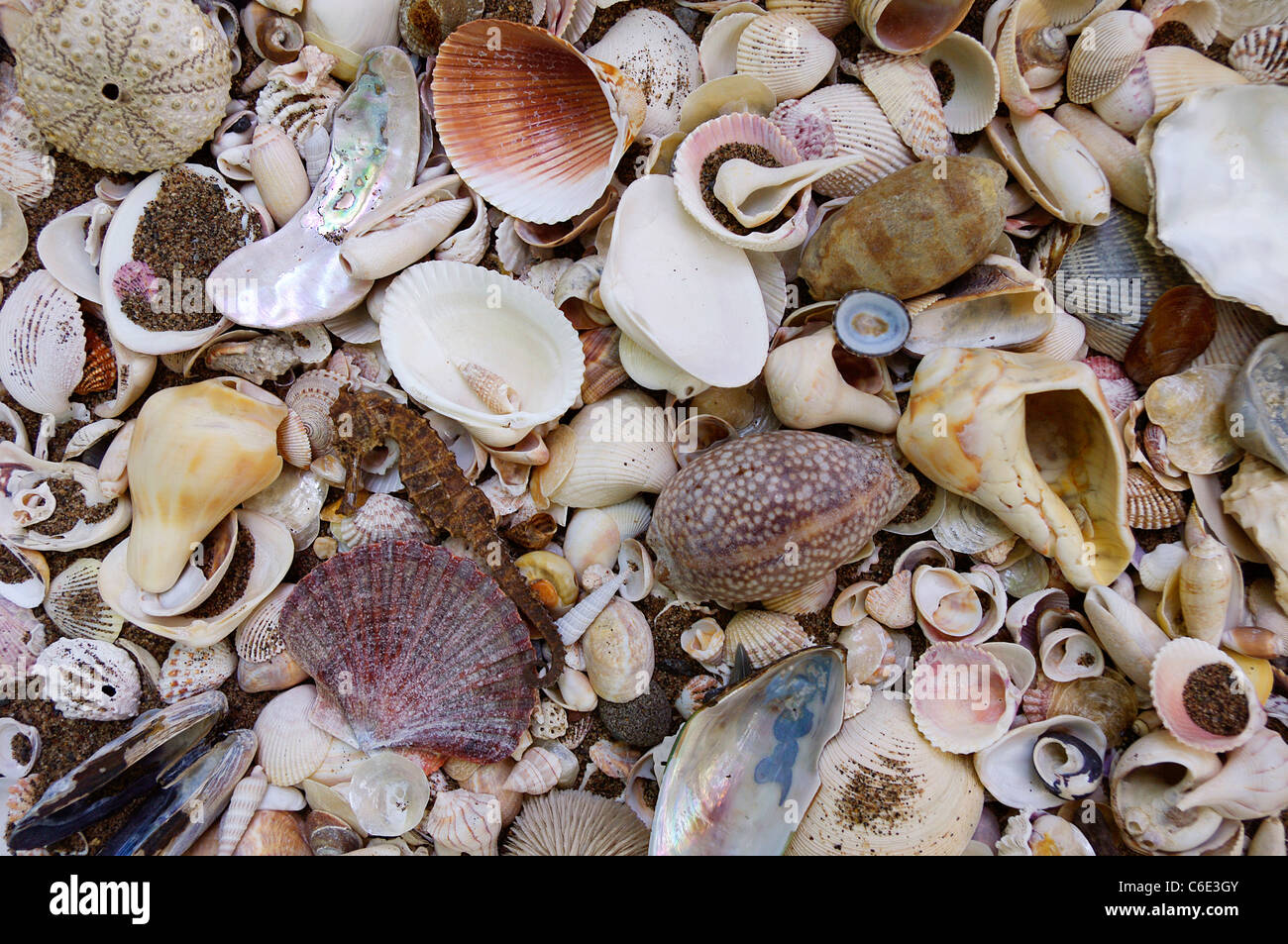 Informal natural array of many colorful seashells close up and edge to ...