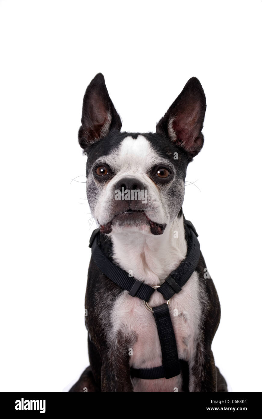 A cute Boston Terrier dog with a confounded expression against a white ...