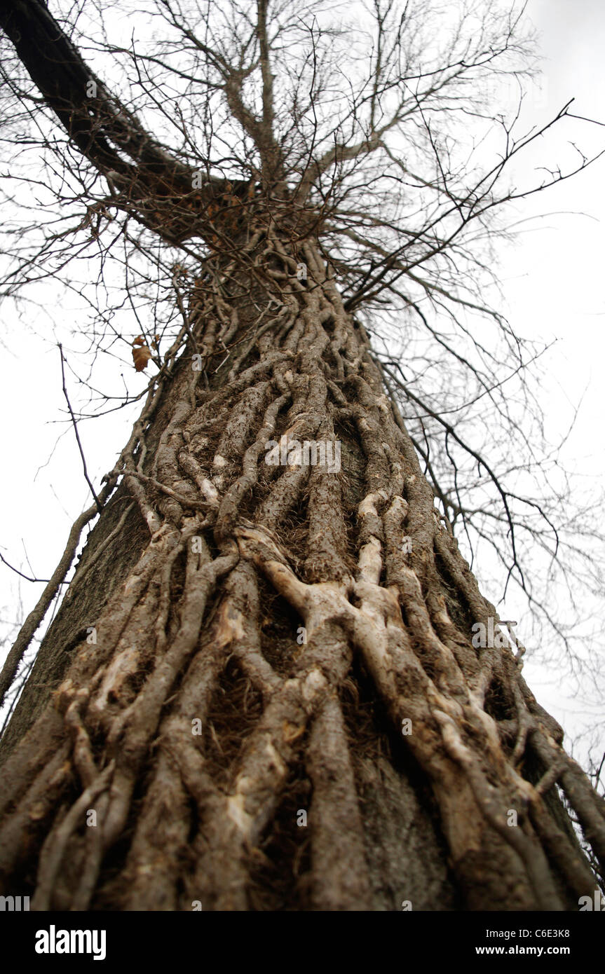 English Ivy (Hedera helix) Vines and roots encasing tree trunk of ...