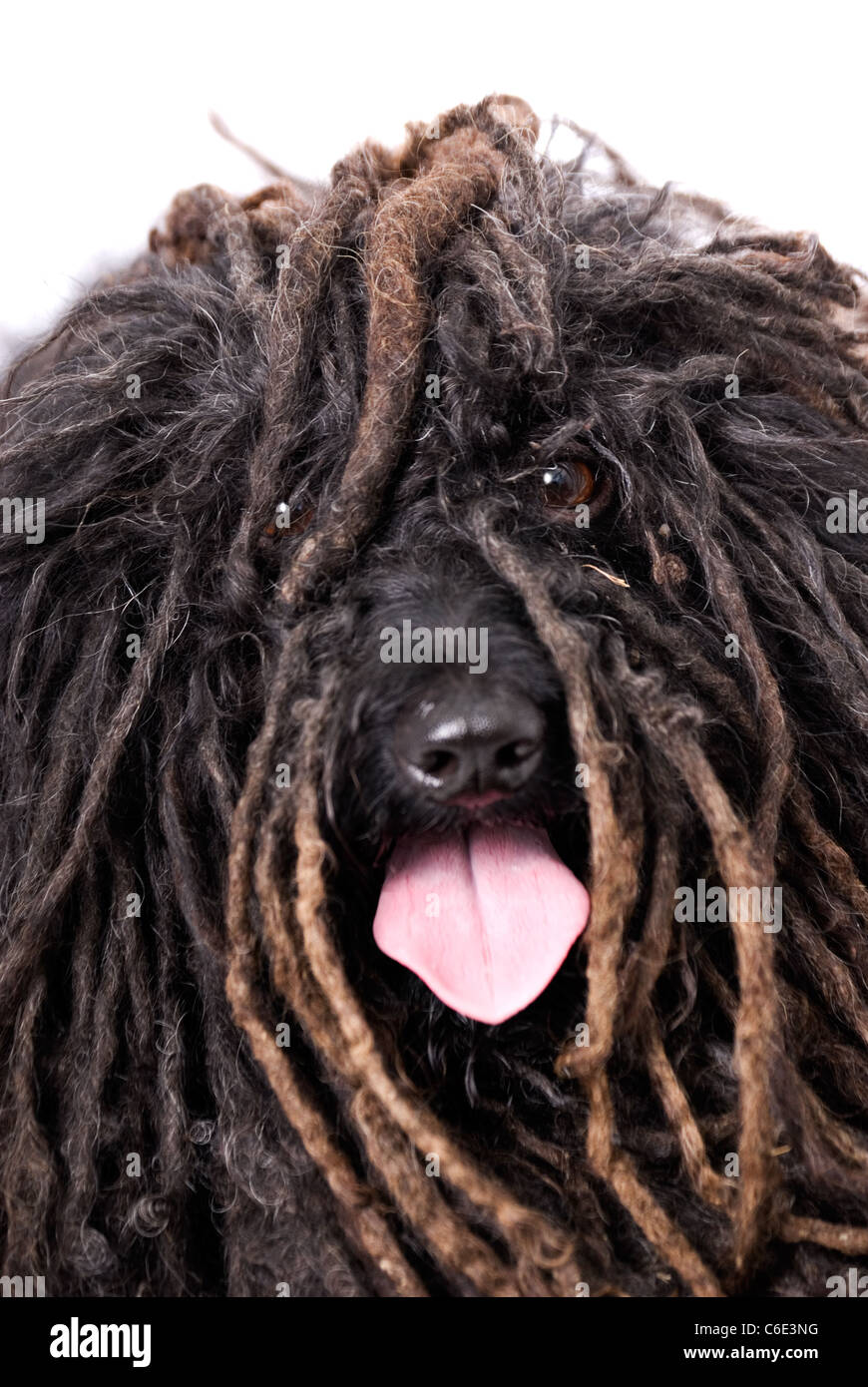 Hungarian puli dog hi-res stock photography and images - Alamy