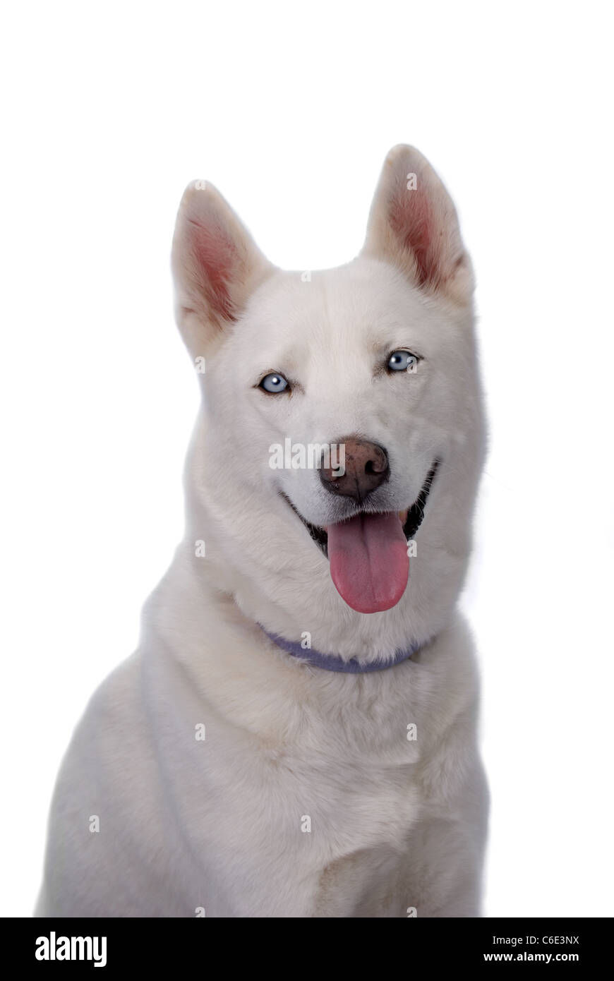 Beautiful White Husky