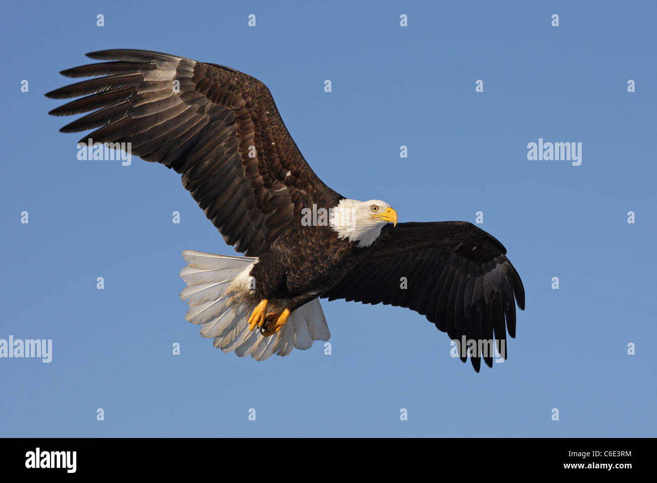 Bald Eagle in Flight Stock Photo - Alamy