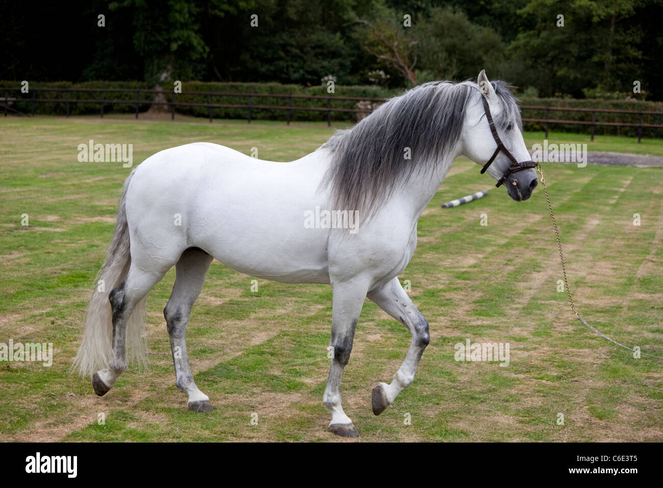 White Spanish stallion Stock Photo - Alamy