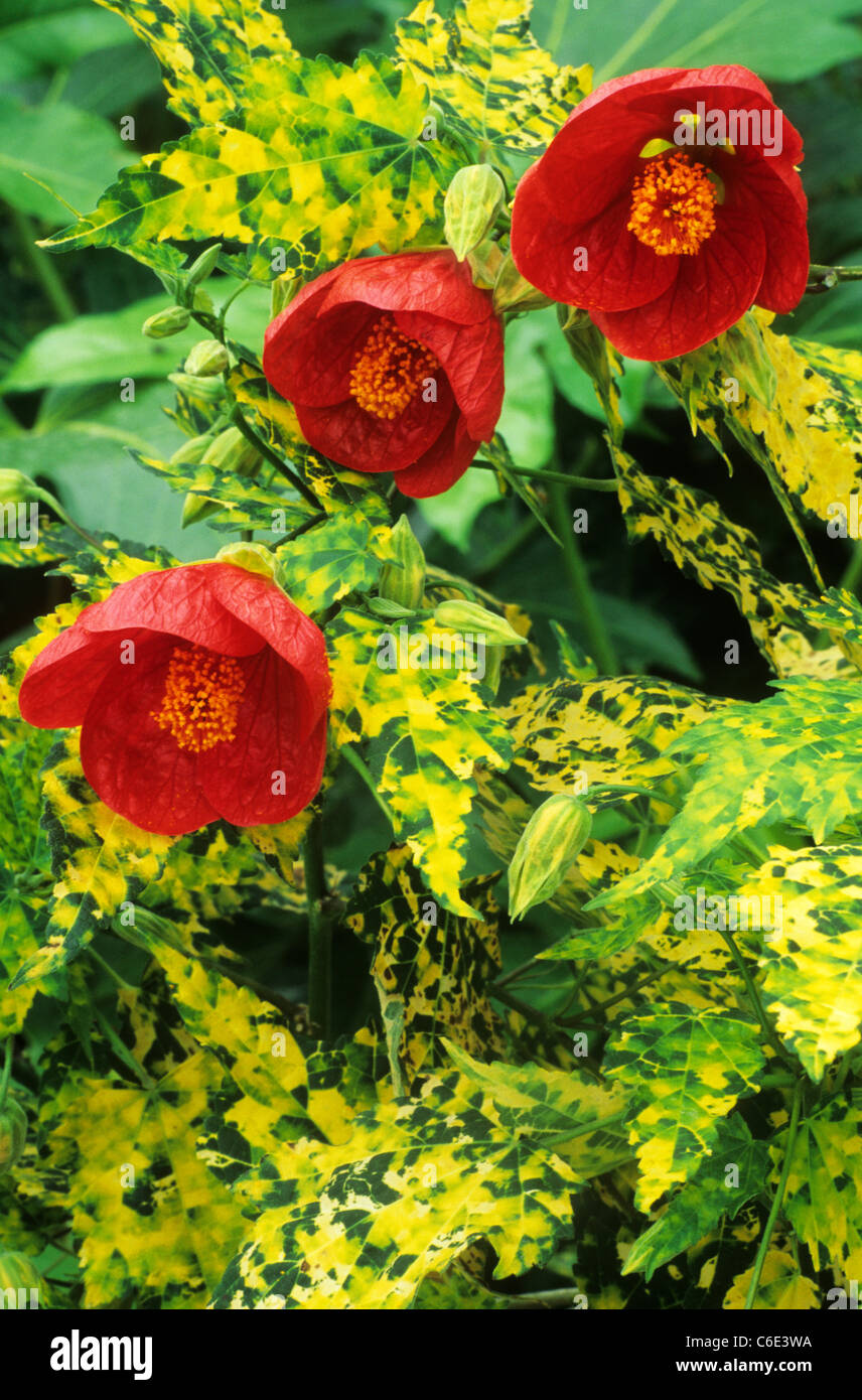 Abutilons hi-res stock photography and images - Alamy