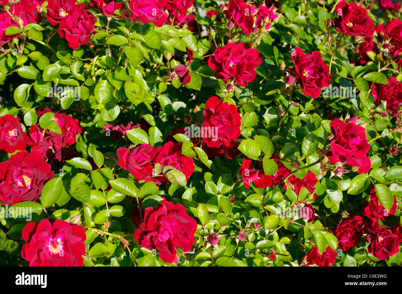 A bush of blooming red roses Stock Photo - Alamy