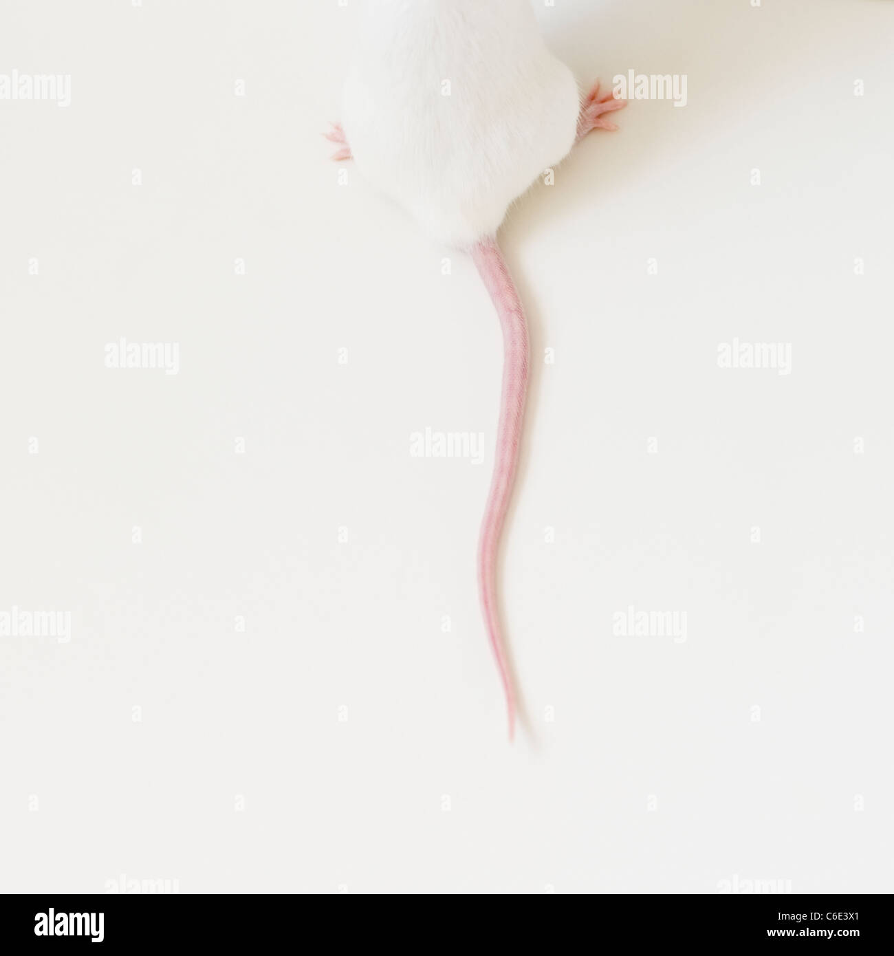 White mouse animal hi-res stock photography and images - Alamy