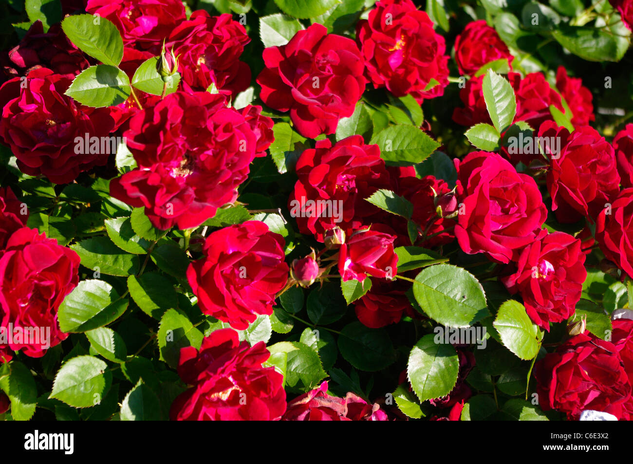 A bush of blooming red roses Stock Photo - Alamy