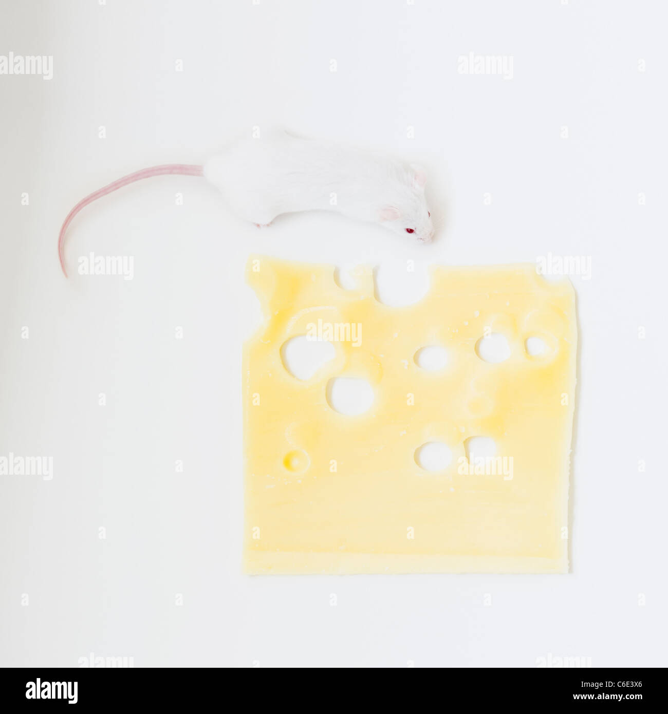 Studio shot of white mouse and slice of swiss cheese Stock Photo - Alamy
