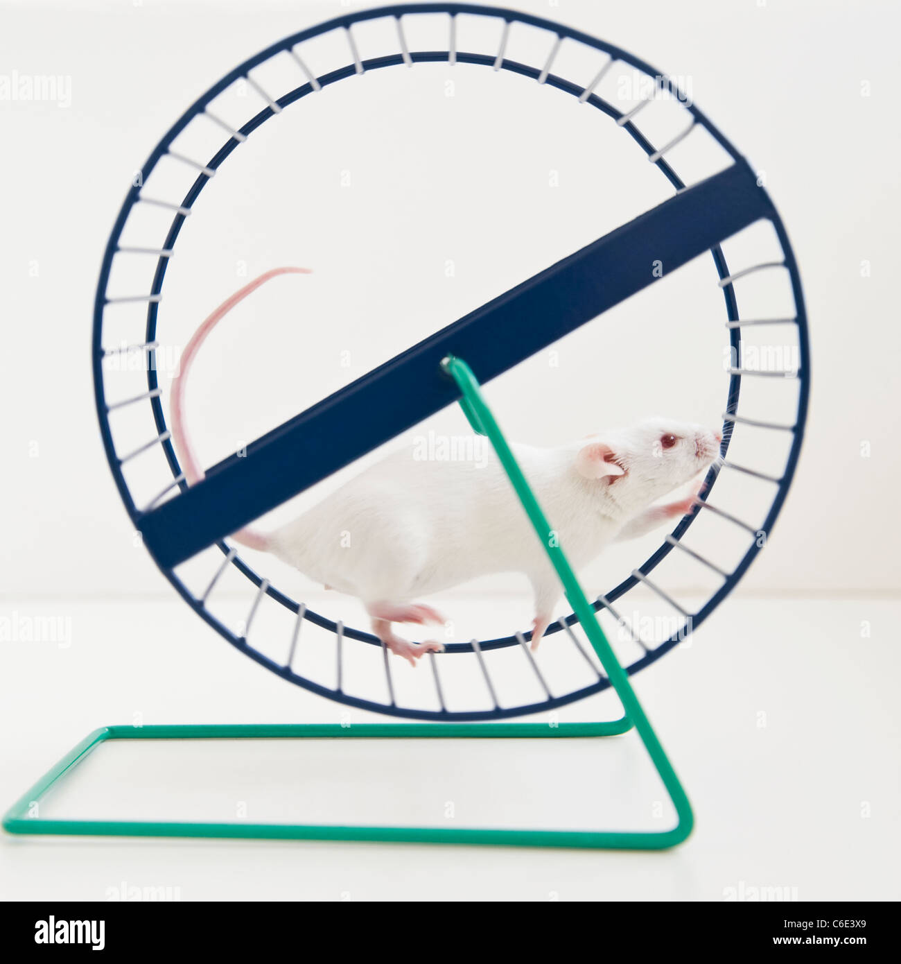 Mouse Running Wheel