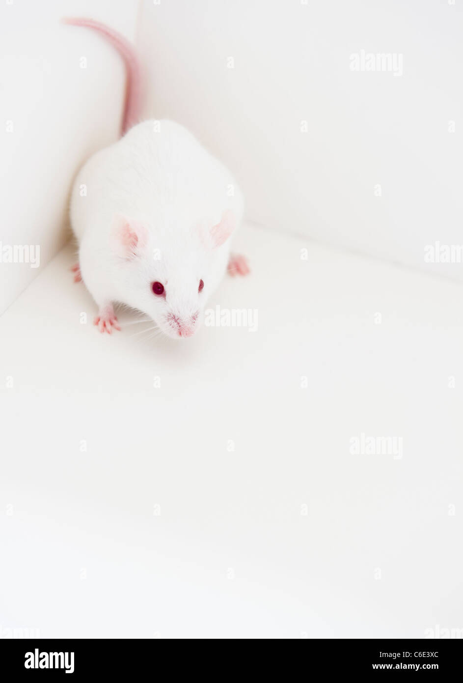 Studio shot of white mouse in corner Stock Photo - Alamy