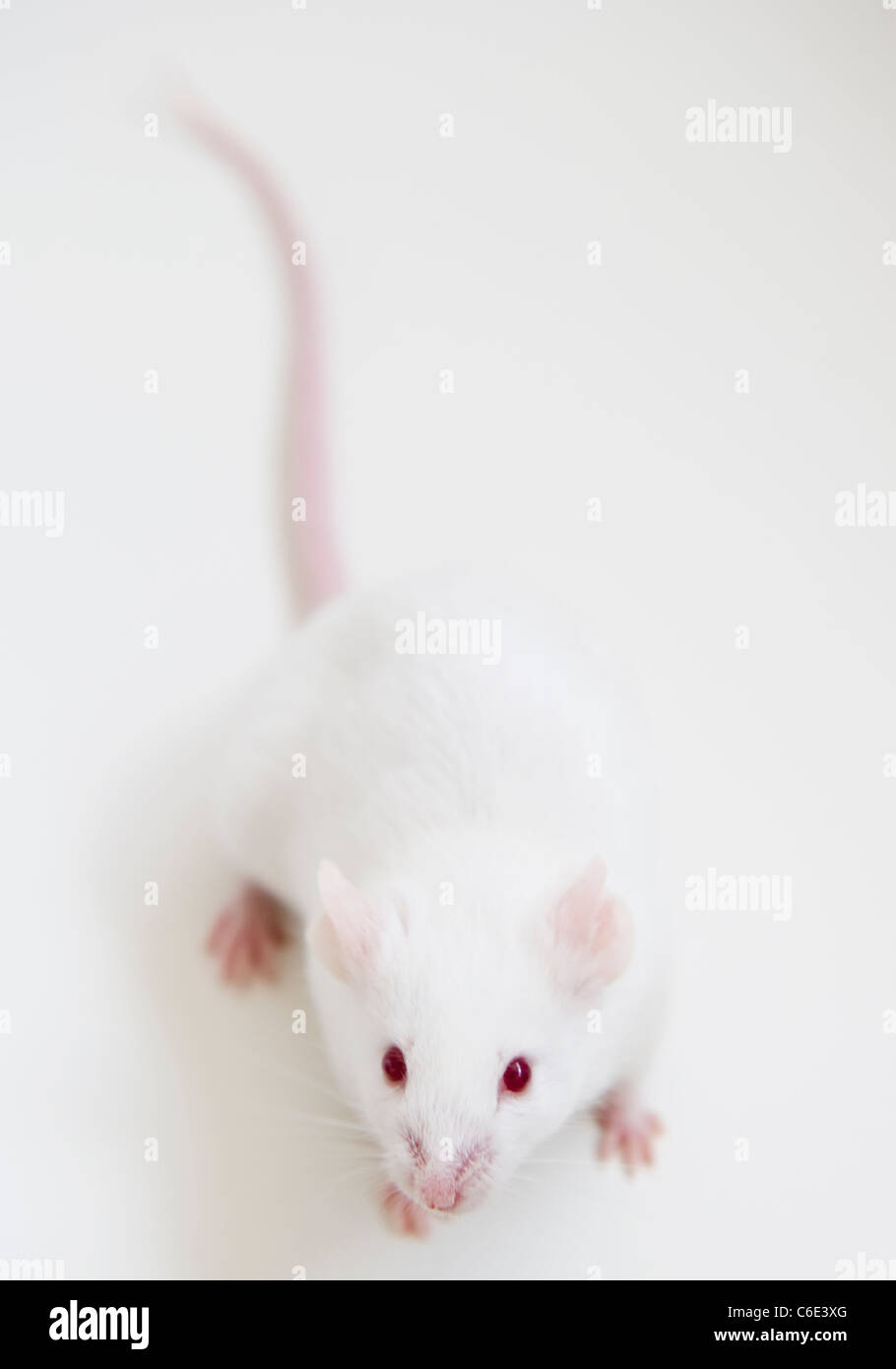 Scared mouse hi-res stock photography and images - Alamy
