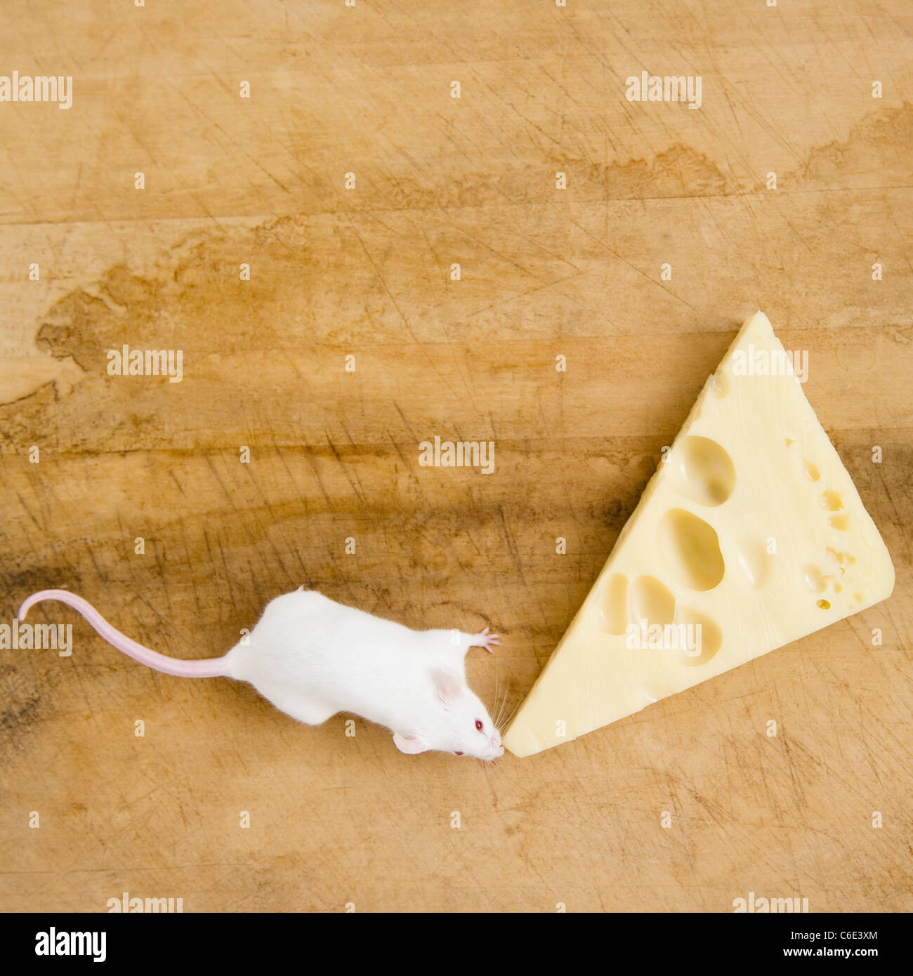 Swiss mouse hi-res stock photography and images - Alamy