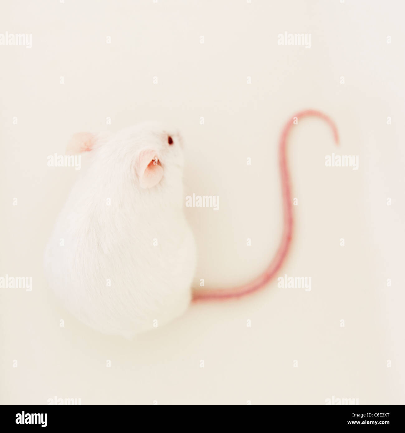 Cute white mouse hi-res stock photography and images - Alamy