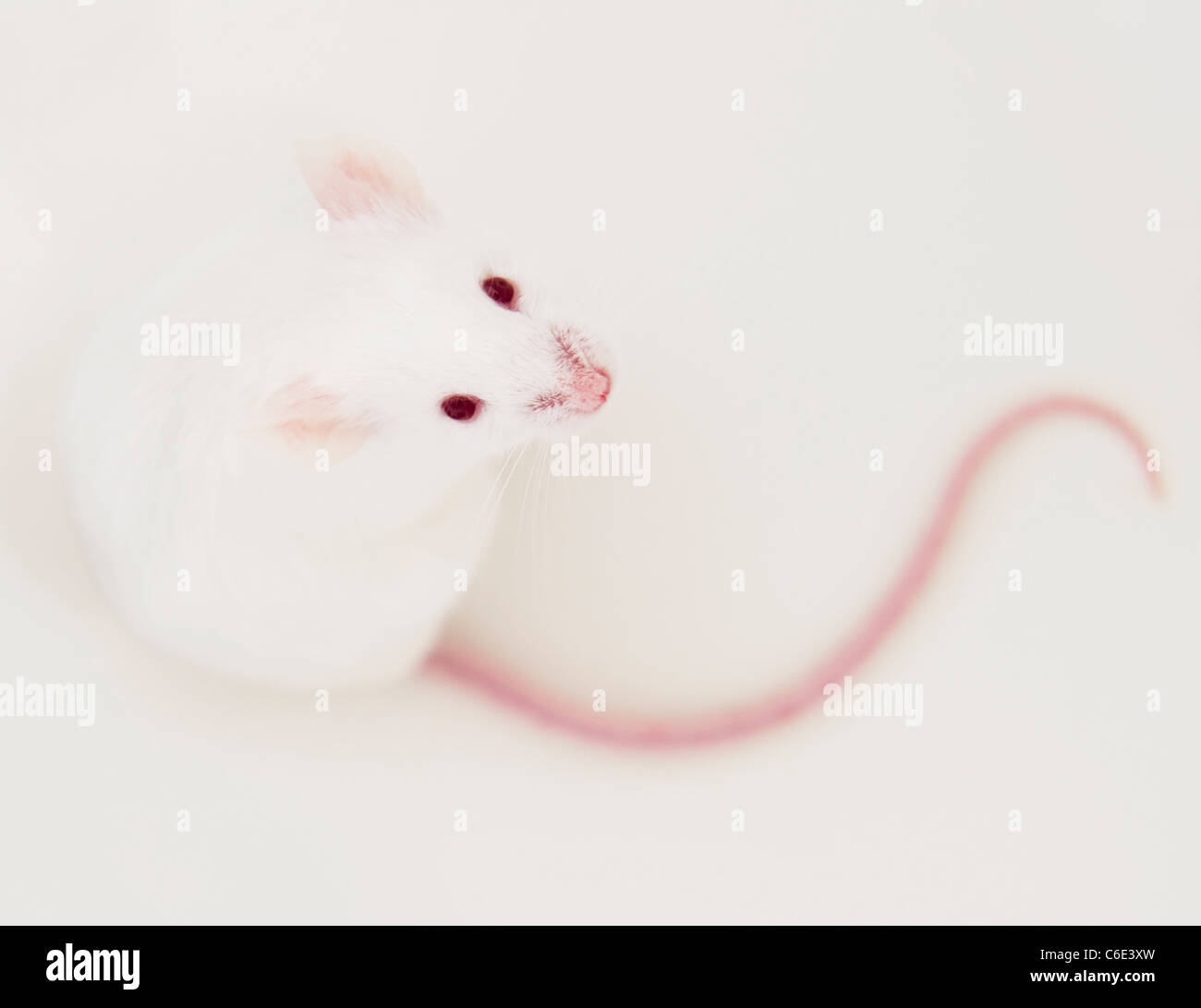 White mouse animal hi-res stock photography and images - Alamy
