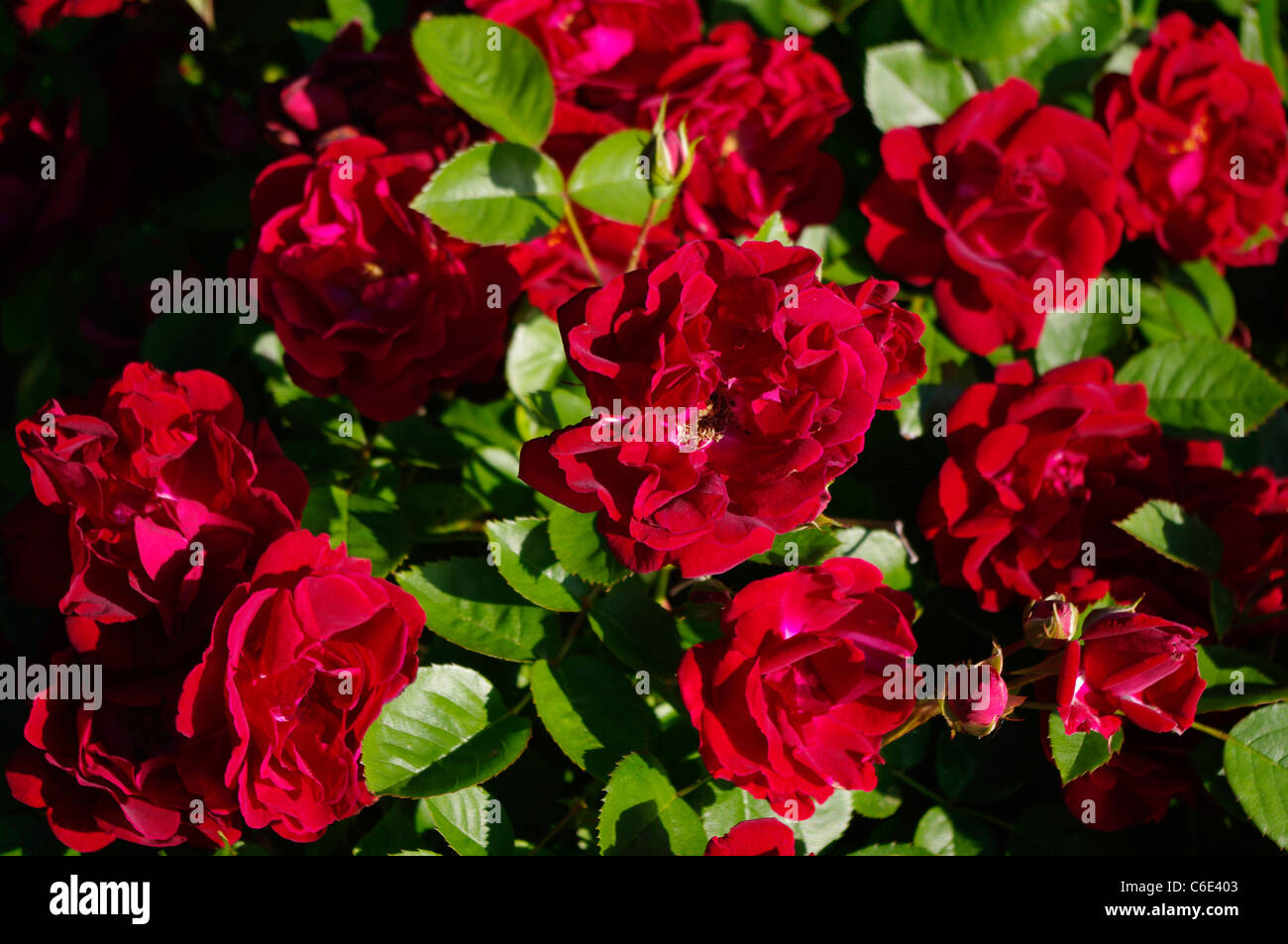 Close up of bush of blooming red roses Stock Photo - Alamy