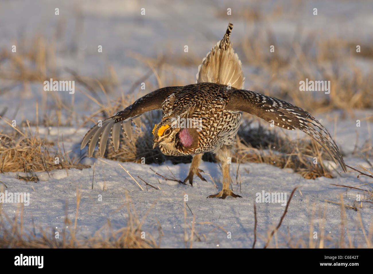 Sharp-tailed Grouse displaying on a lek Stock Photo - Alamy